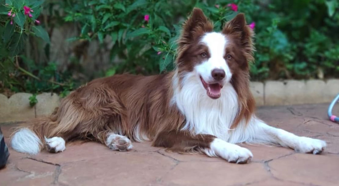 Colores - Border collie | Cachorros Border Collie y Jack Russell